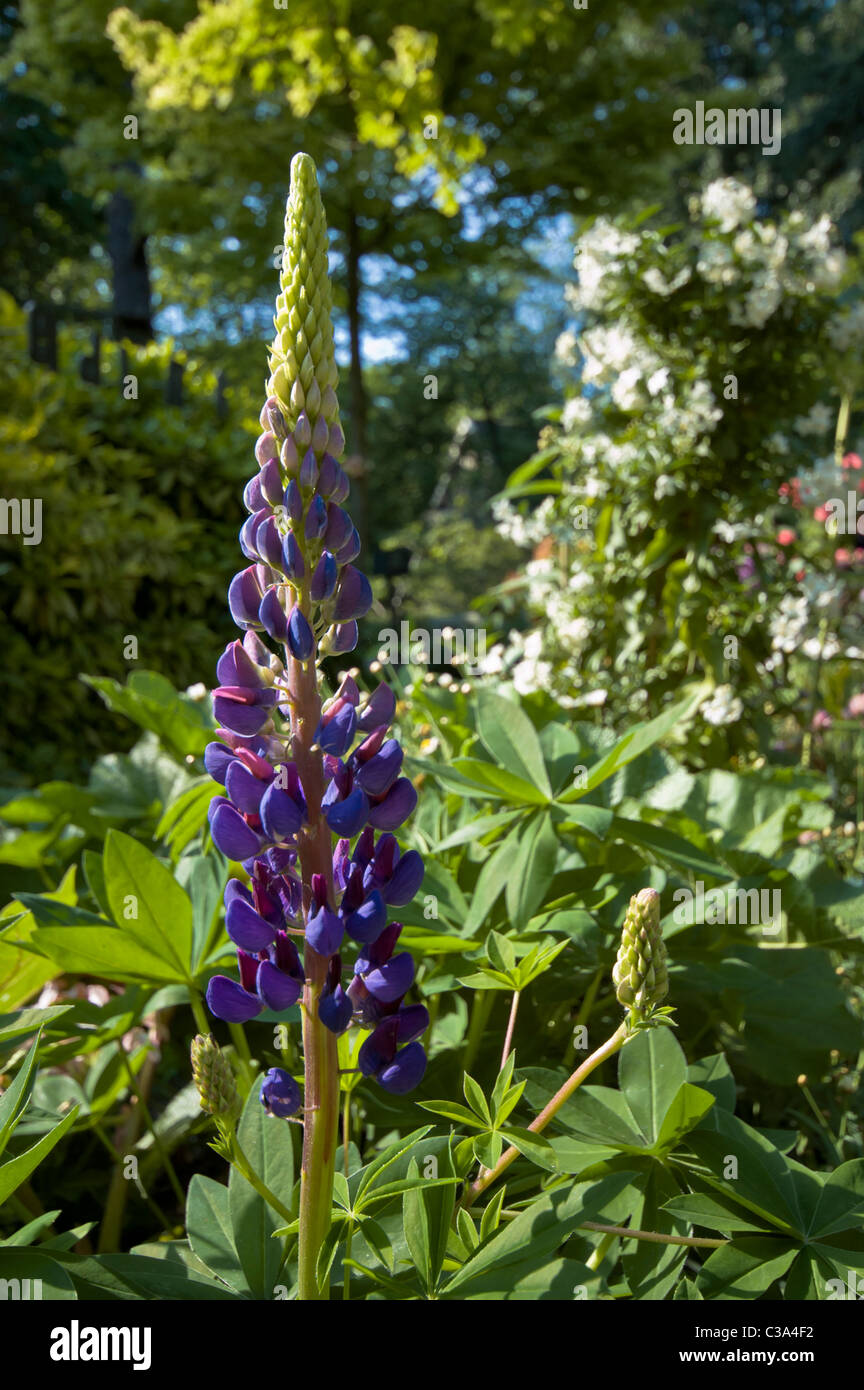 Purple tall lupine flowers hi-res stock photography and images - Alamy