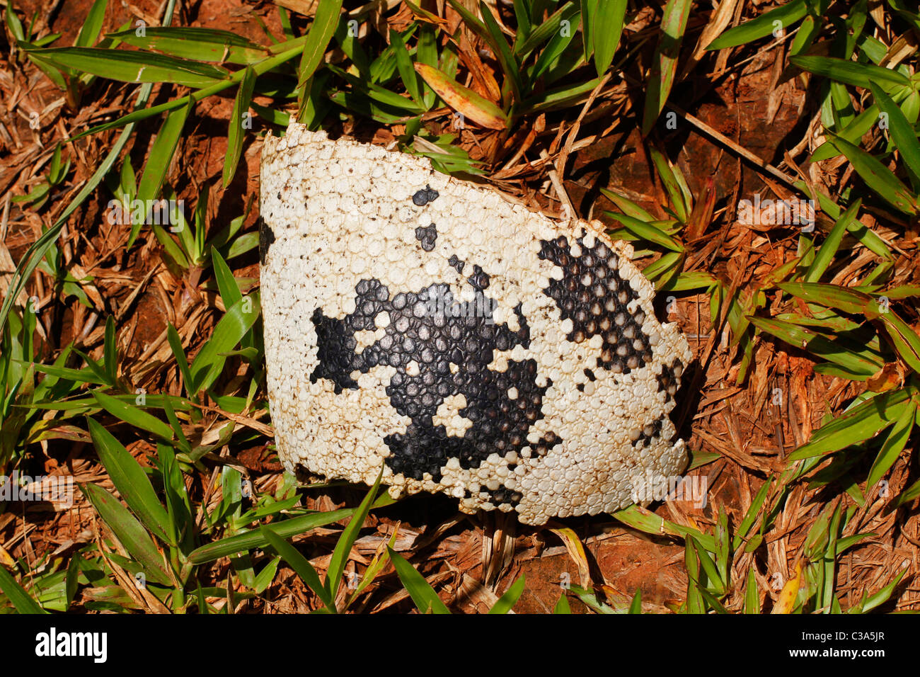 Armadillo skin, Paraguay Stock Photo - Alamy