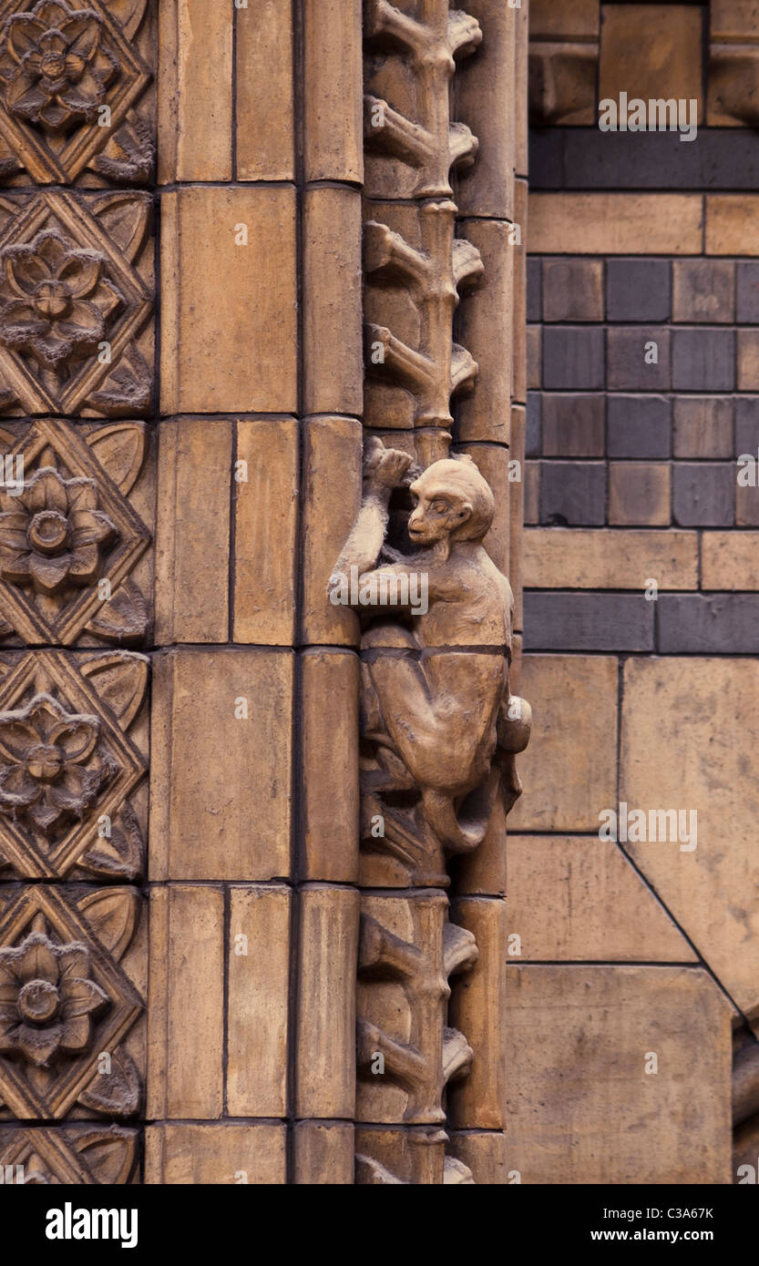 Monkey specimen hi-res stock photography and images - Alamy