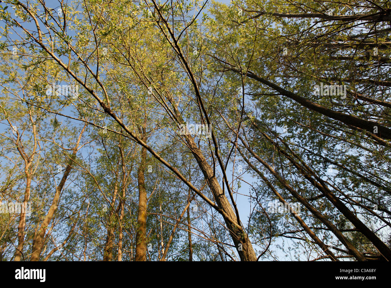 Freshly green tree tops seen from the ground on a clear spring ...