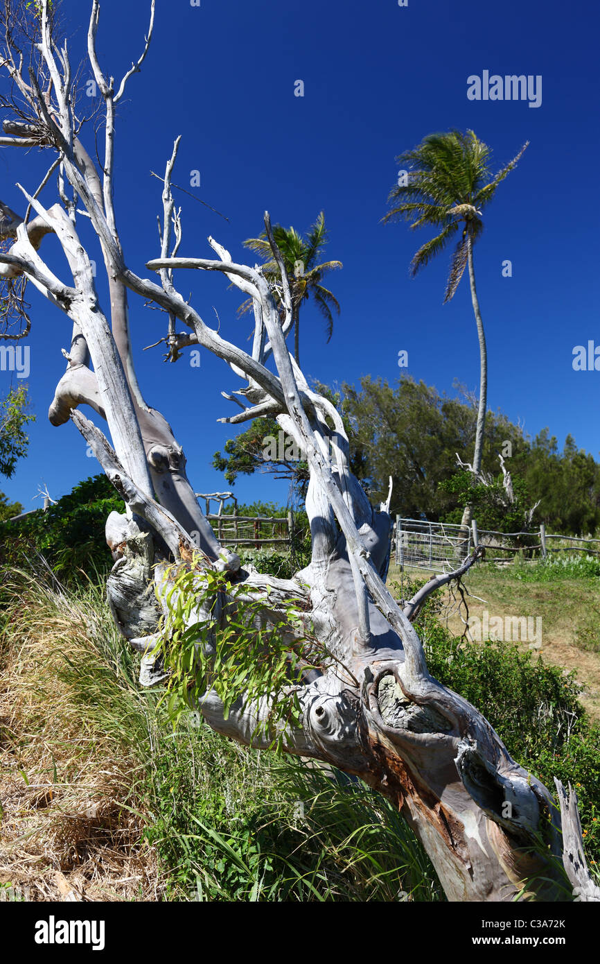 Dead tree island hi-res stock photography and images - Alamy