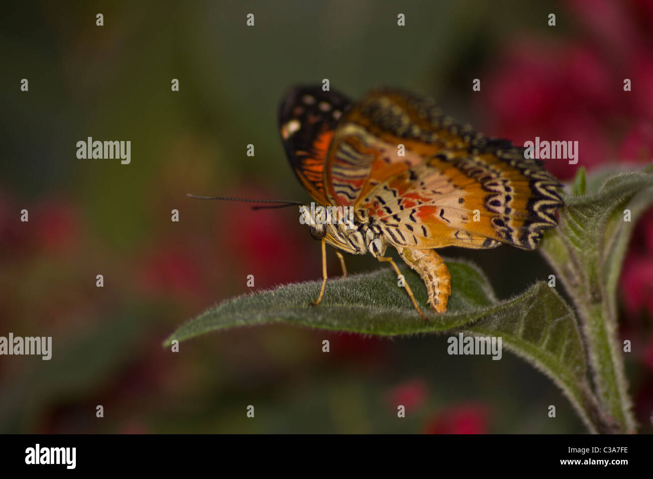 Indian lacewing butterfly hi-res stock photography and images - Alamy