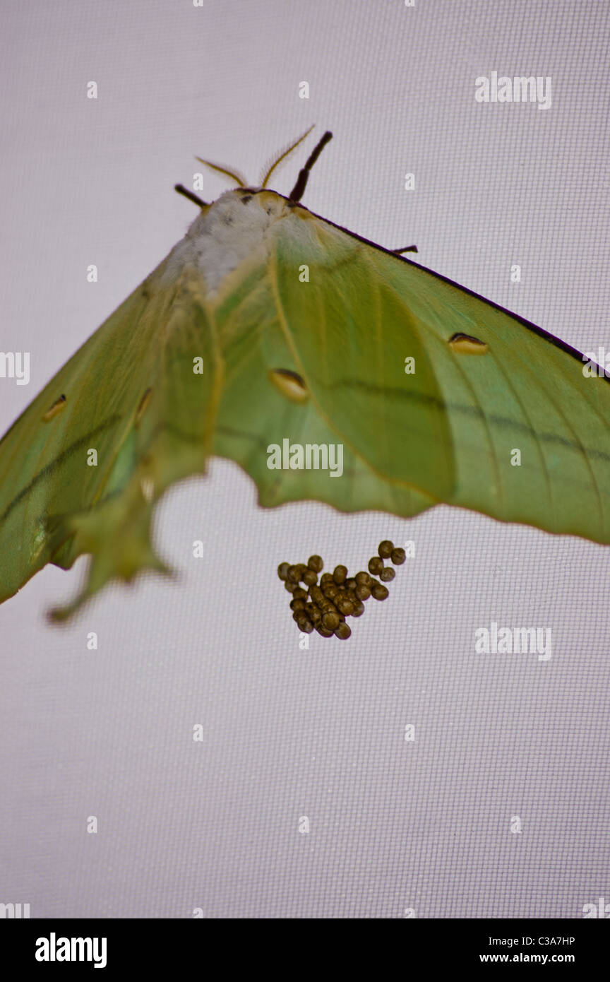 Moth Eggs