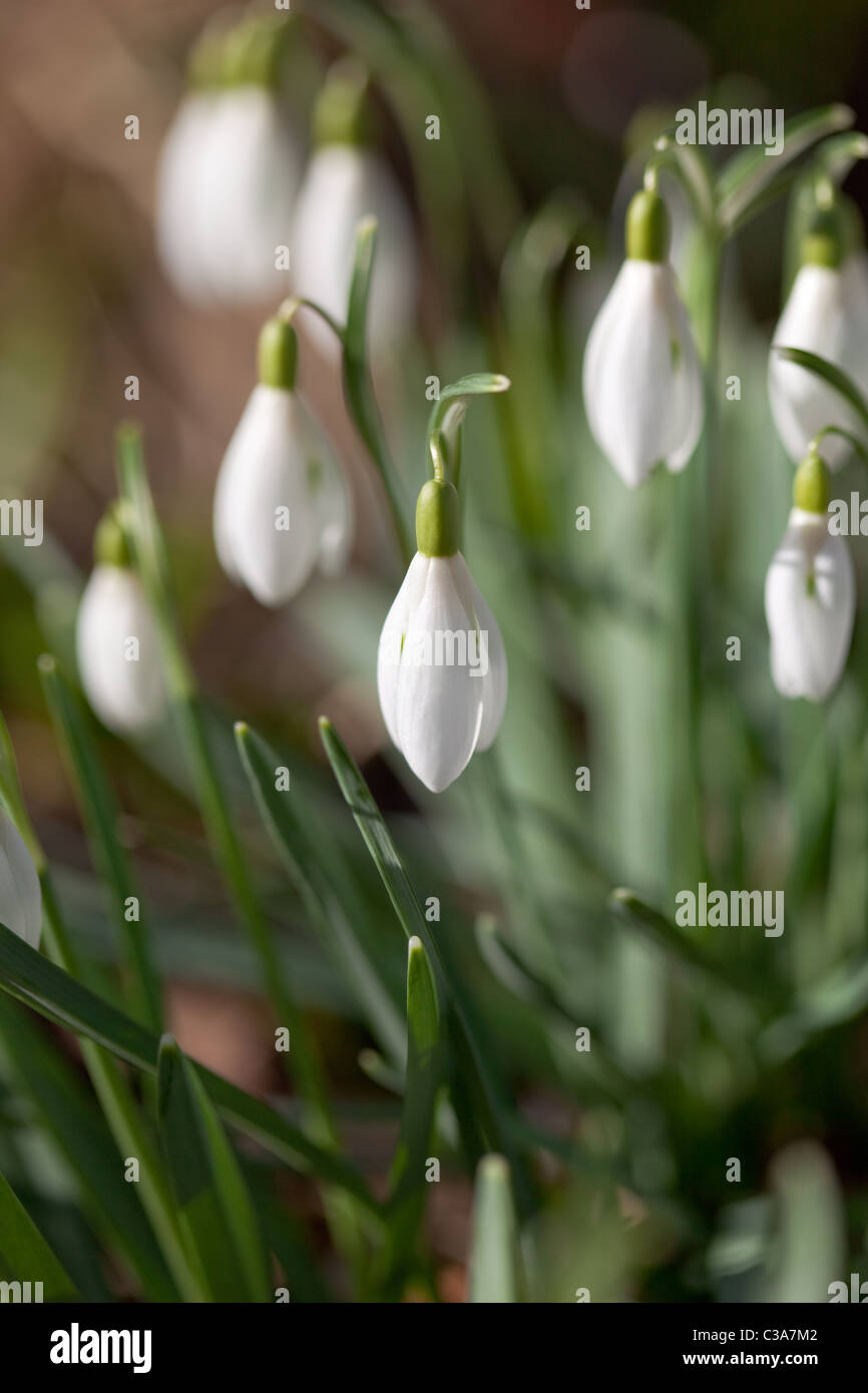 Snowdrop hi-res stock photography and images - Alamy