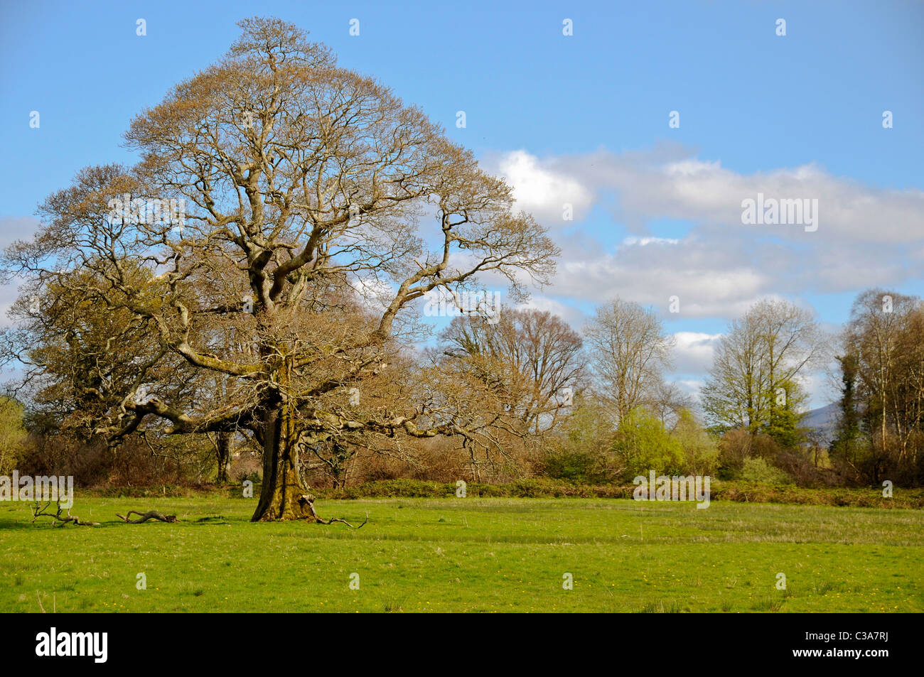 Beautiful tree stands alone in a green grassy field late in the ...