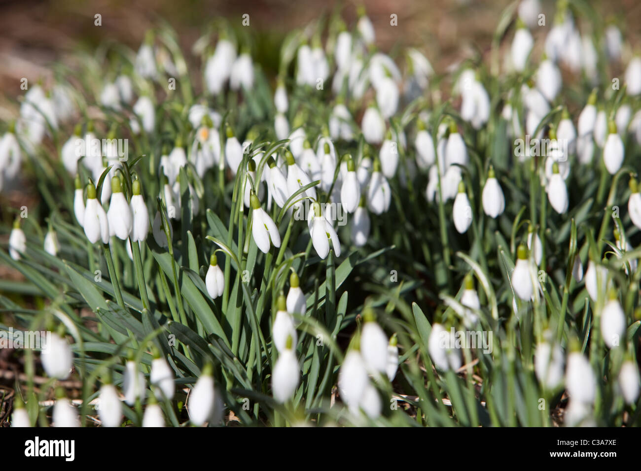 Spring snowdrops Montrose Angus Scotland UK Stock Photo - Alamy