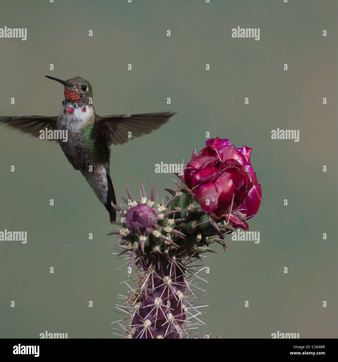 Madera canyon calliope hi-res stock photography and images - Alamy