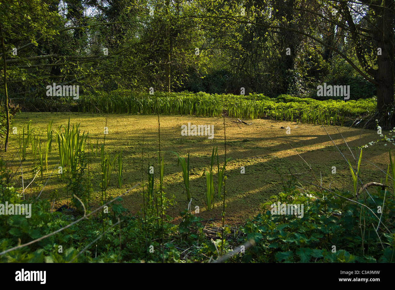 Eutrophic pond hi-res stock photography and images - Alamy