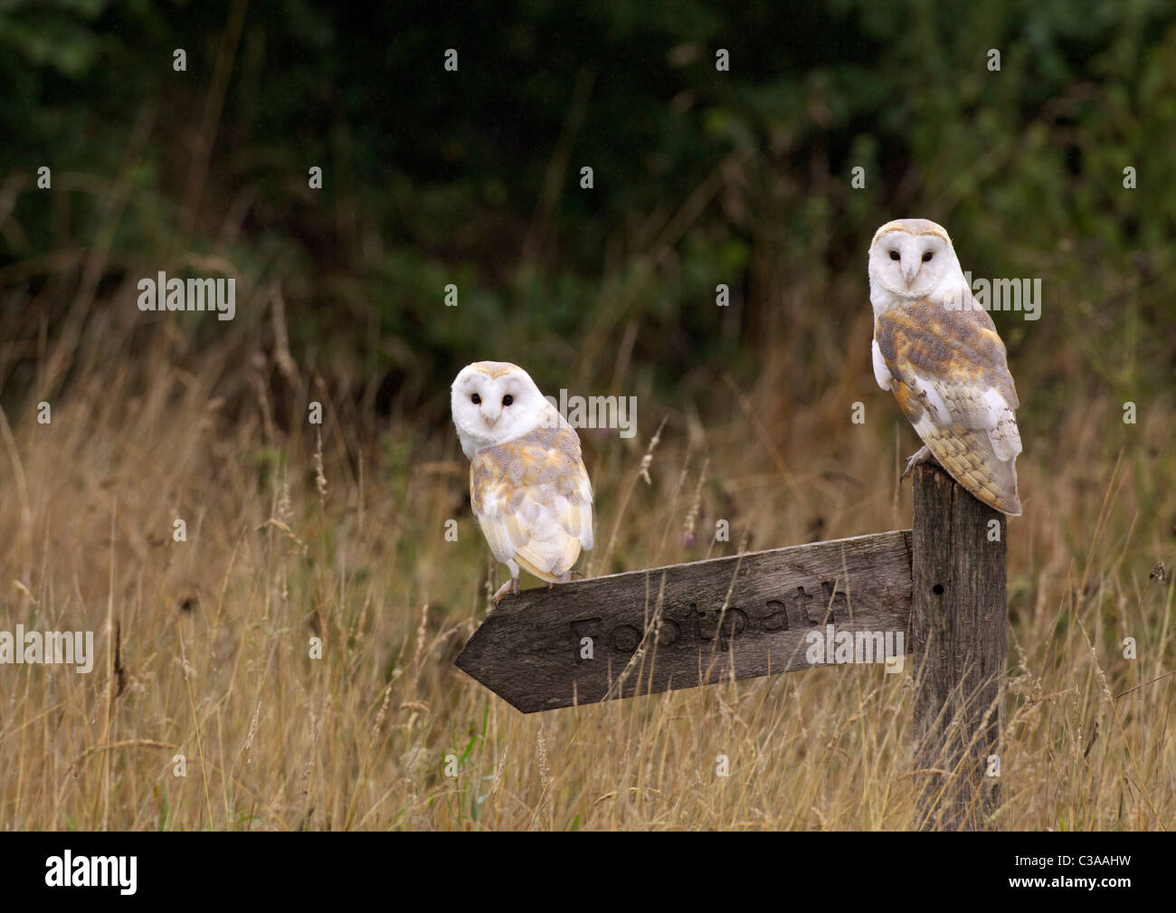 Owls hi-res stock photography and images - Alamy