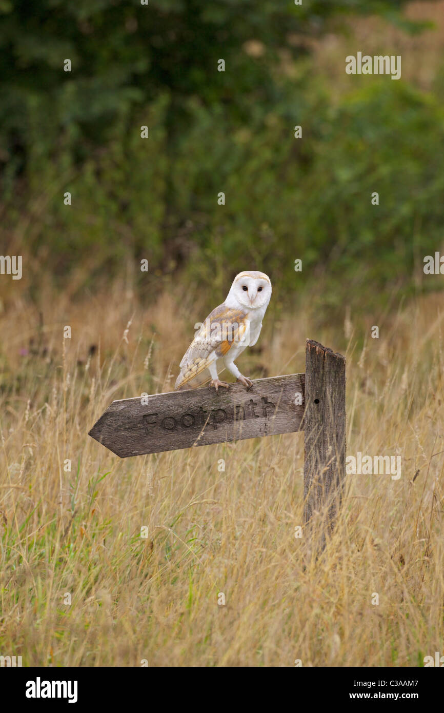 Barn owls, Tyto alba, captive, on footpath sign, Barn Owl Centre ...