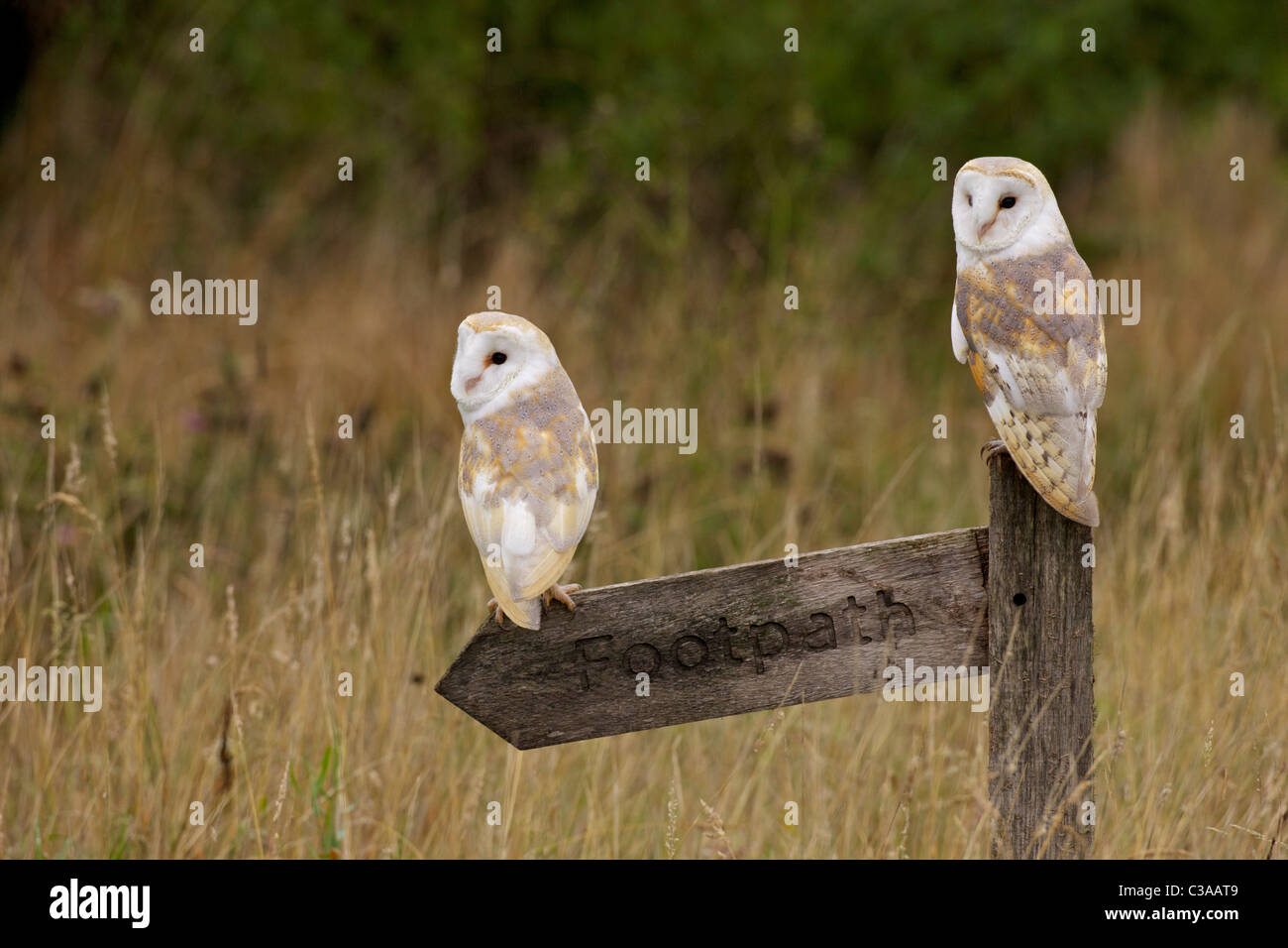 Barn owls, Tyto alba, captive, on footpath sign, Barn Owl Centre ...