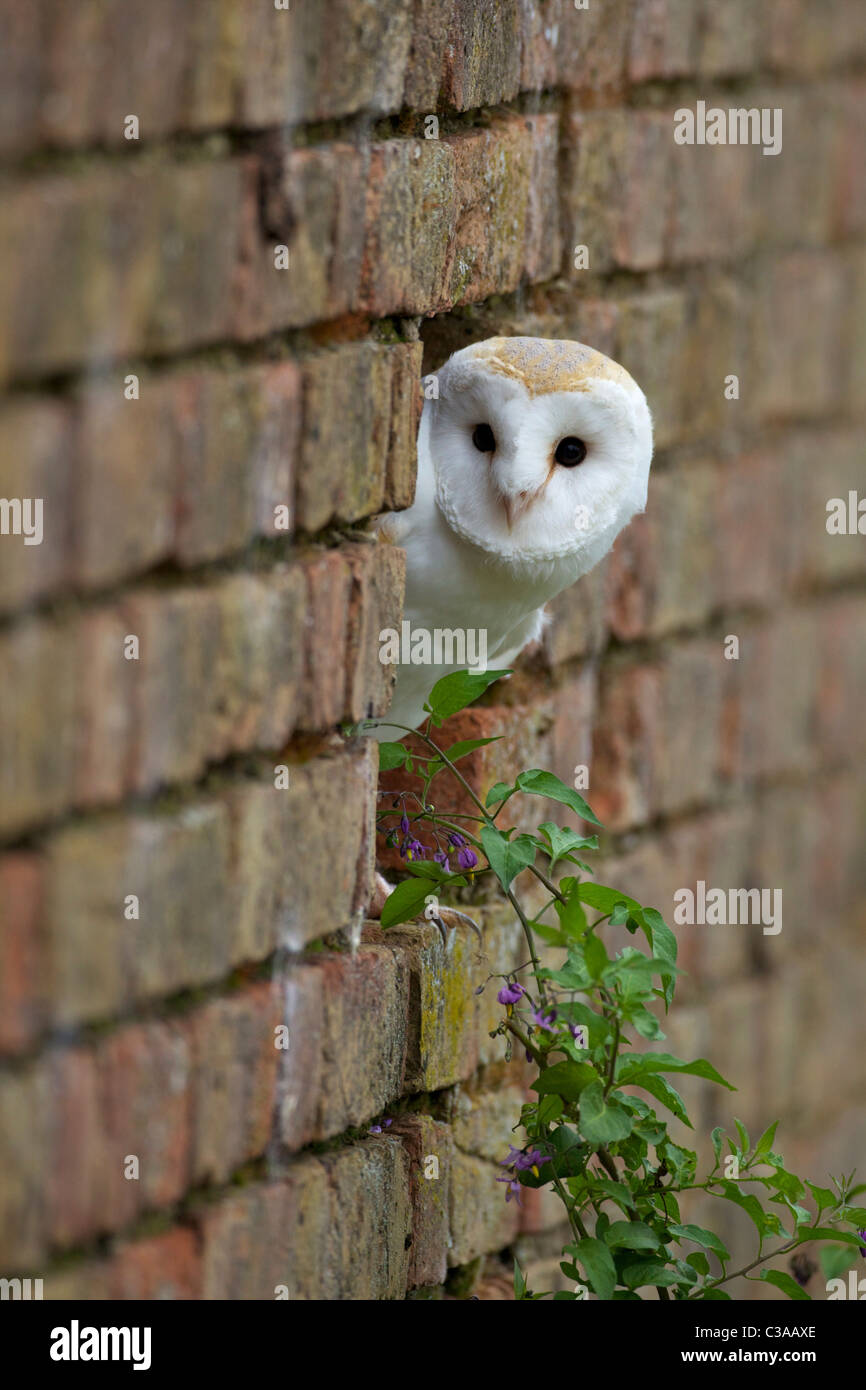 Barn owl, Tyto alba, captive, looking out of brick wall, with Deadly ...