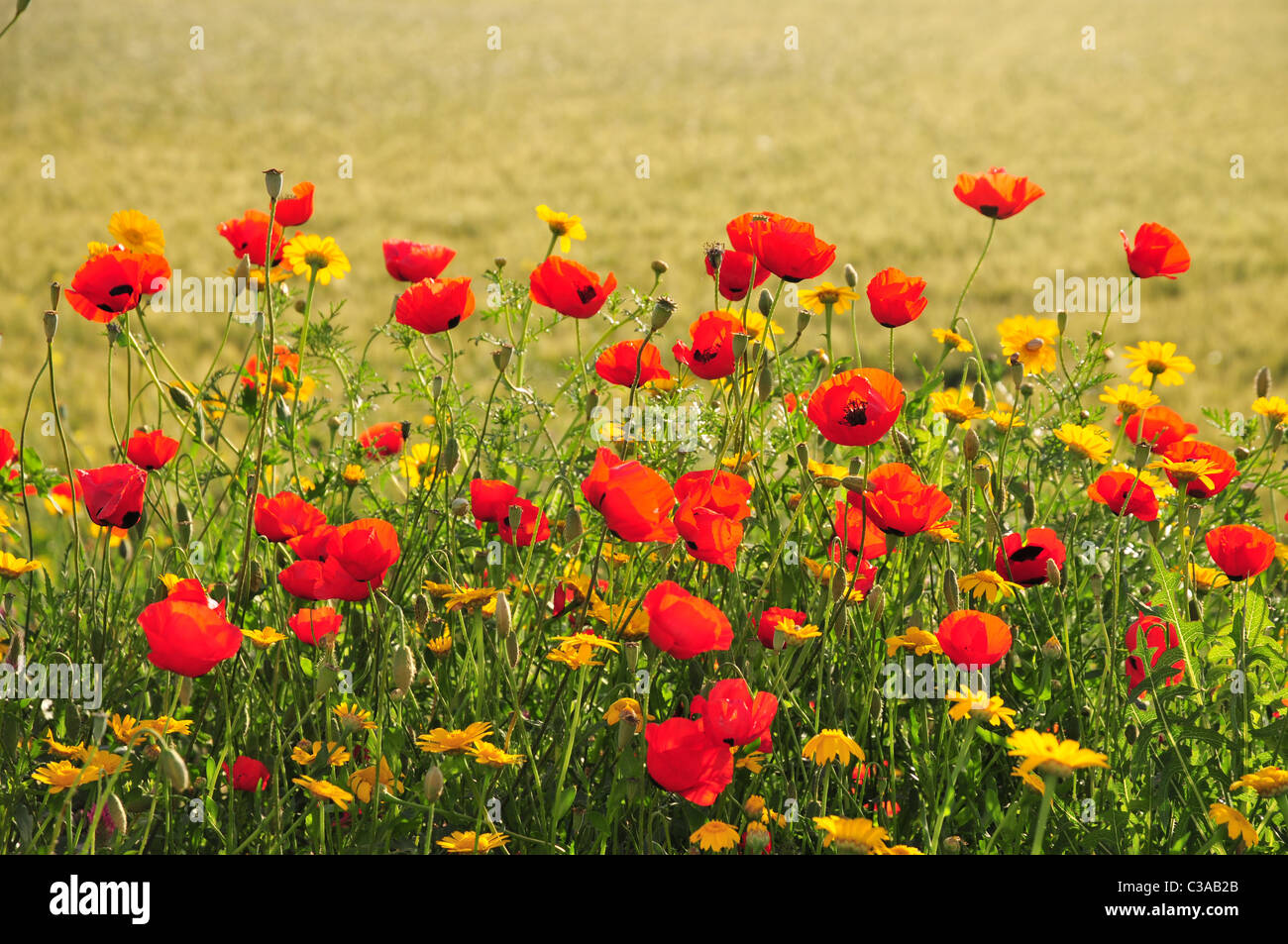 Israeli wildflowers - Red Corn Poppy (Papaver subpiriforme) and Crown ...