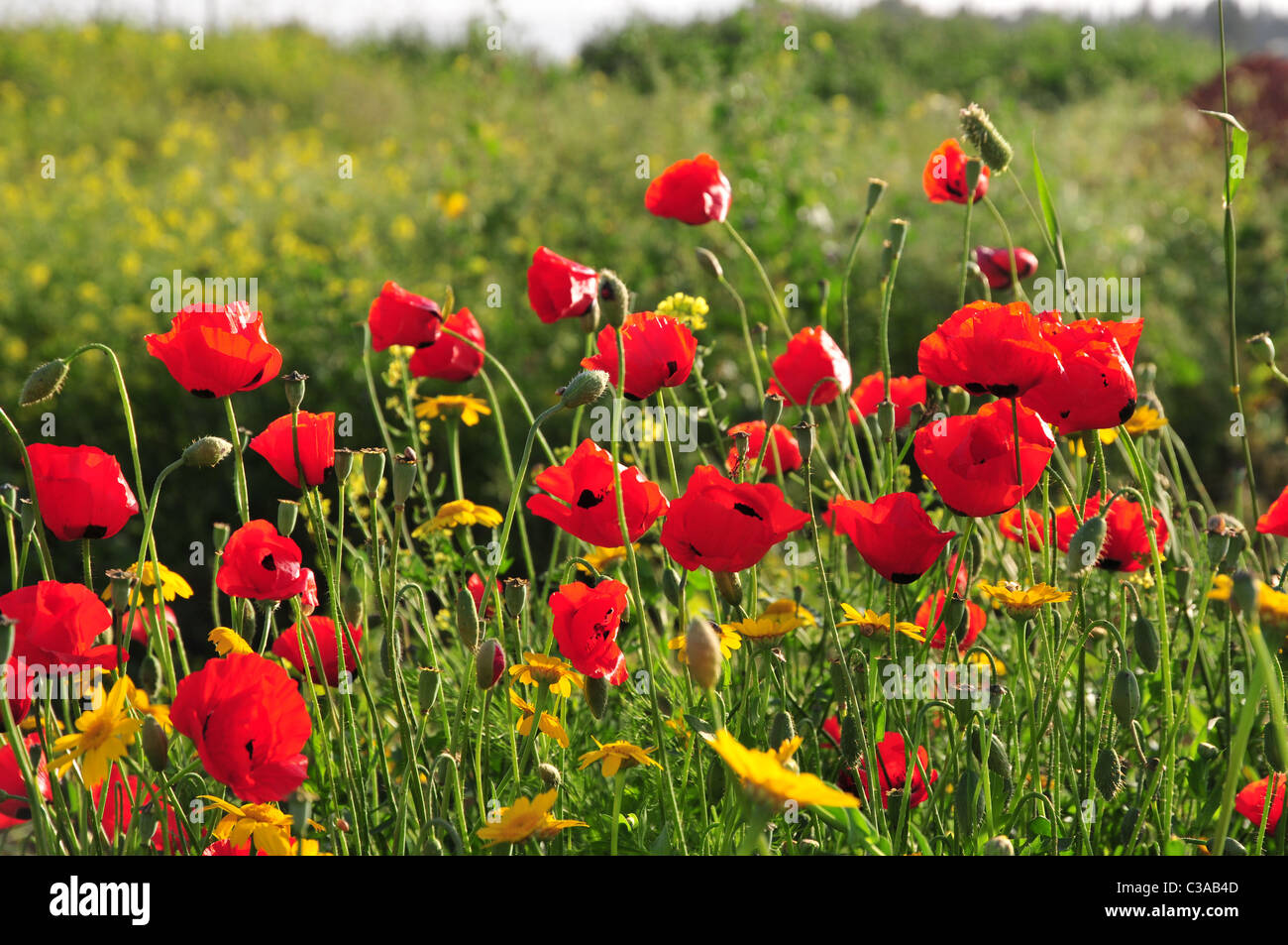 Israeli wildflowers - Red Corn Poppy (Papaver subpiriforme) and Crown ...