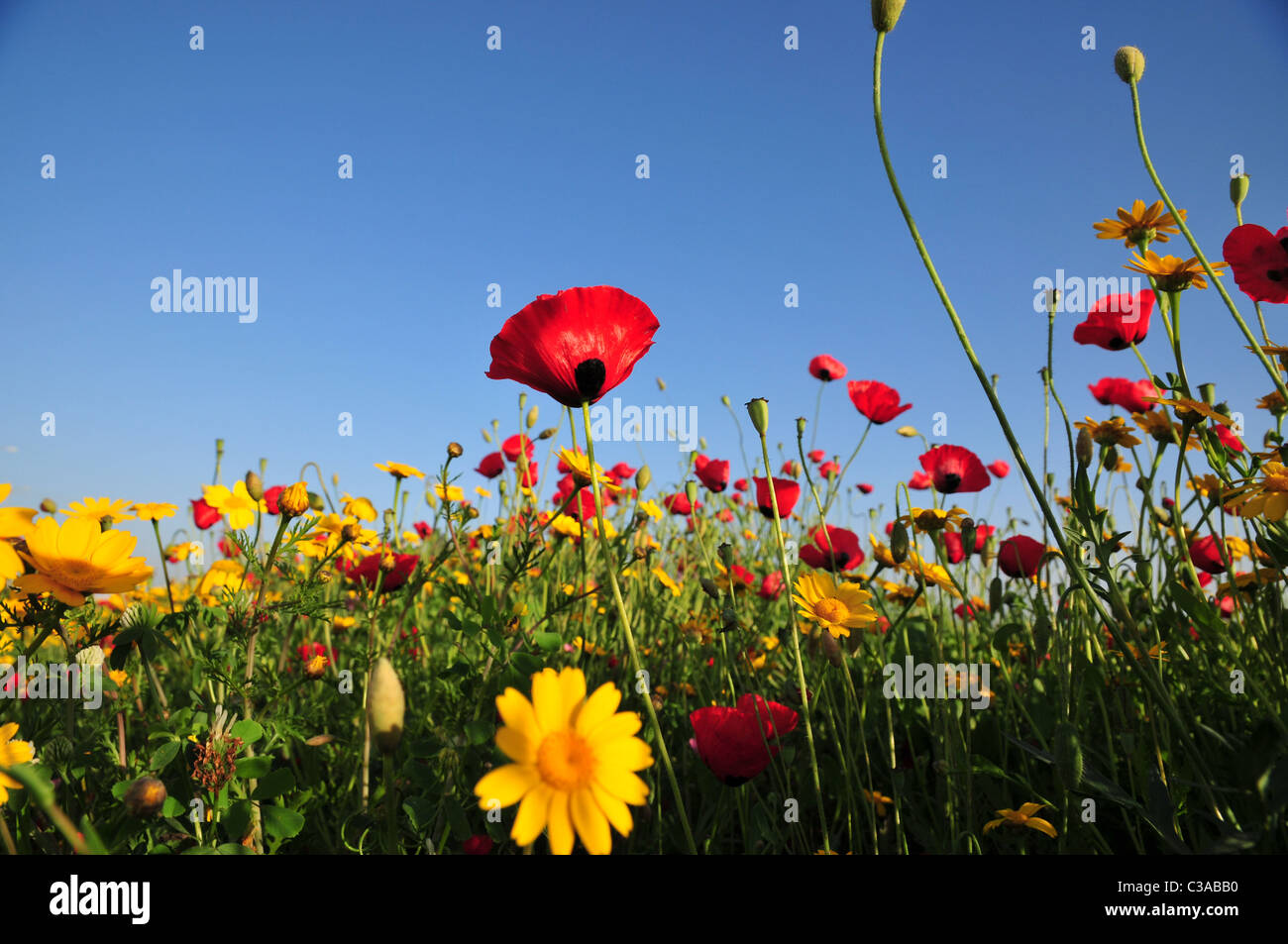 Israeli wildflowers - Red Corn Poppy (Papaver subpiriforme) and Crown ...