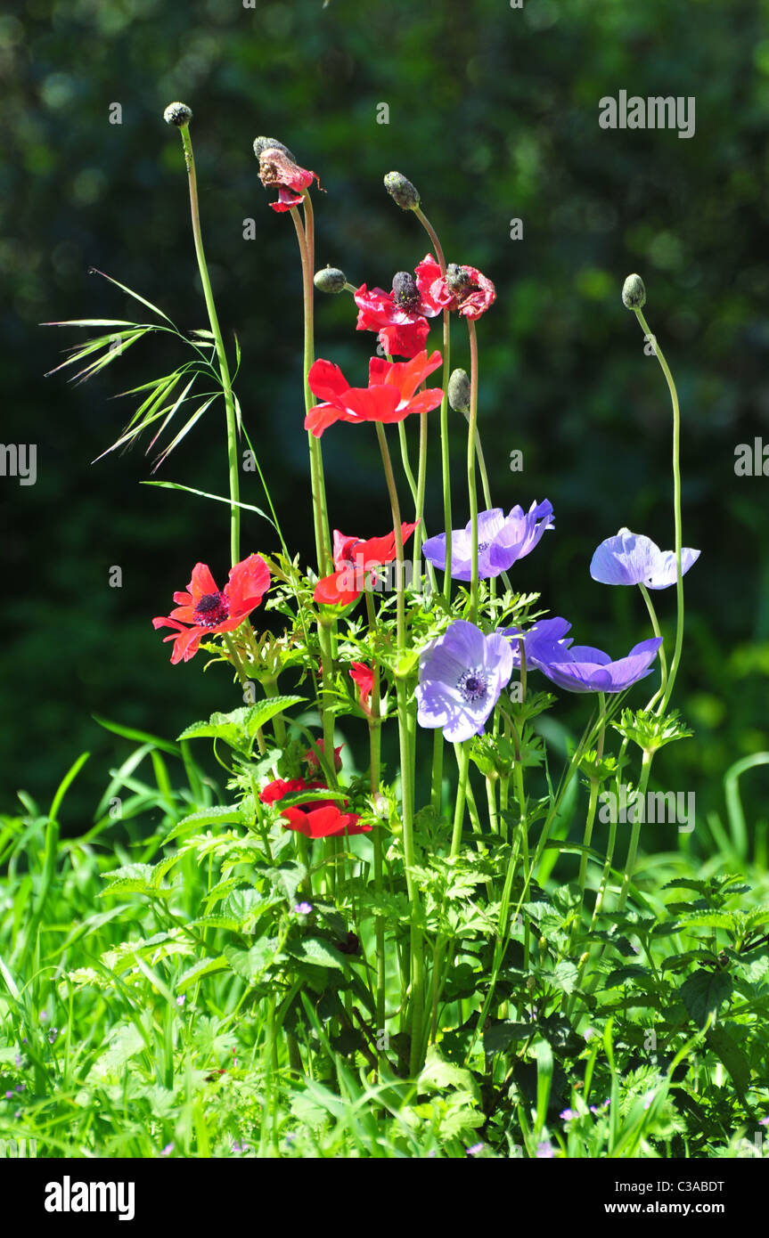 Israeli wildflowers - various coloured Crown Anemone (Anemone coronaria ...