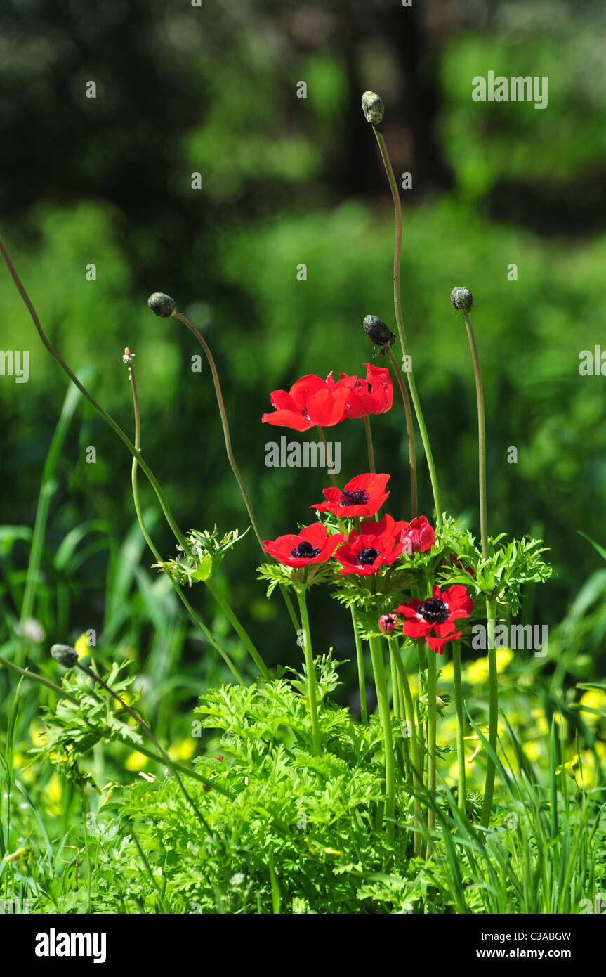 Israeli wildflowers - various coloured Crown Anemone (Anemone coronaria ...