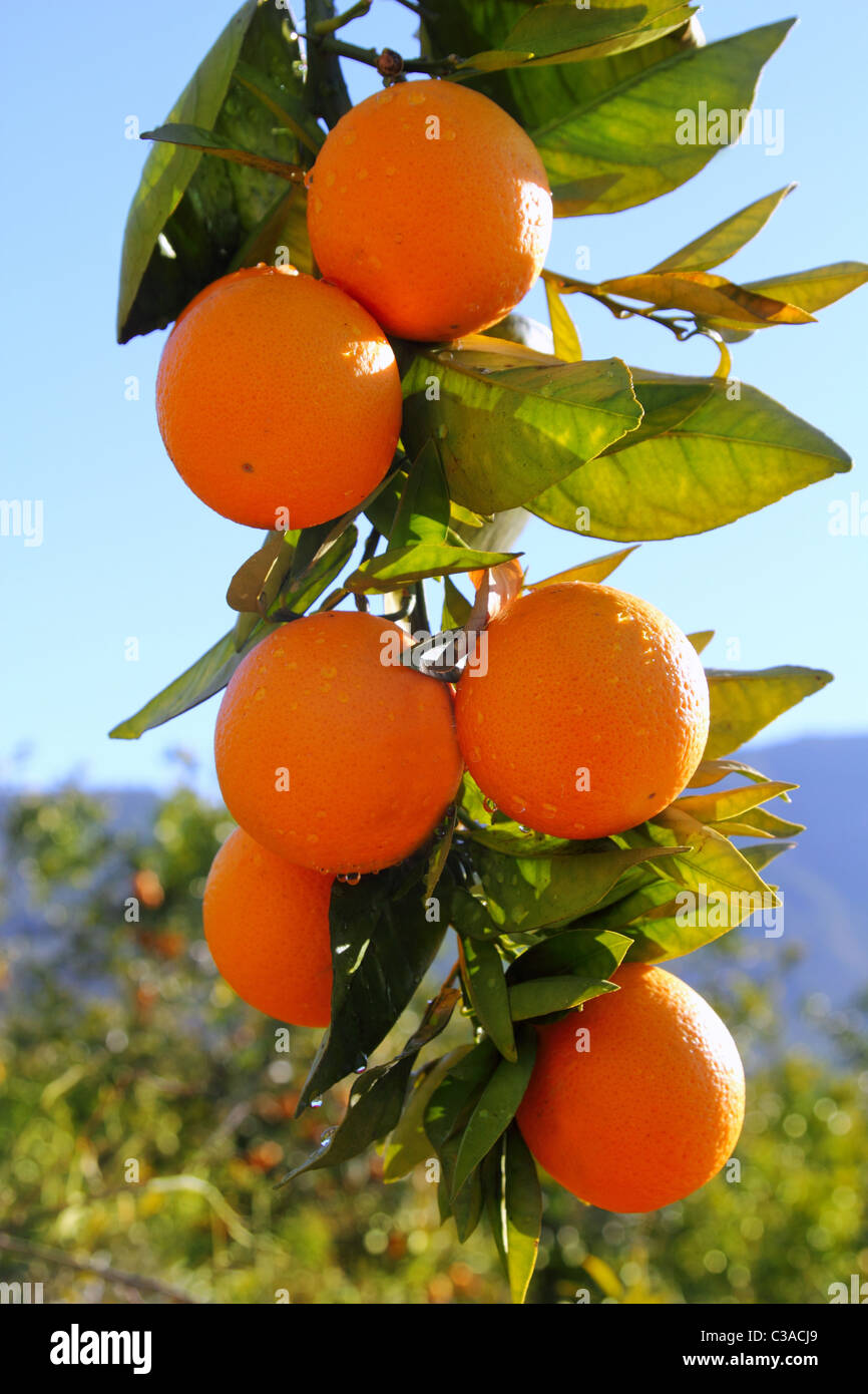 Orange valencia green hi-res stock photography and images - Alamy