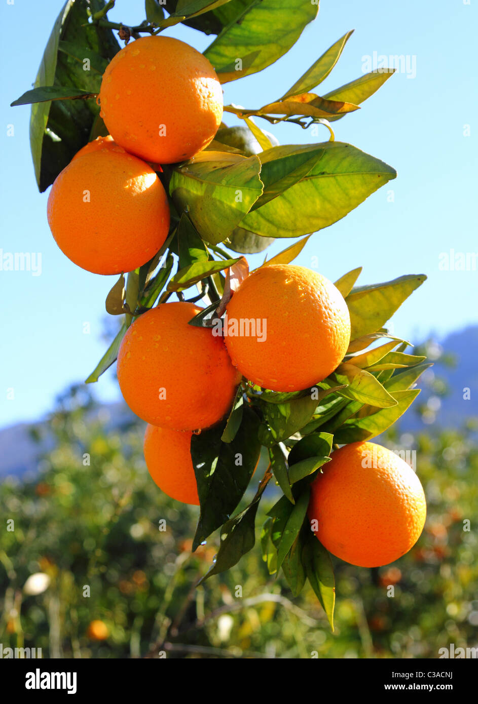 Orange Tree Fruit Field High Resolution Stock Photography and Images ...