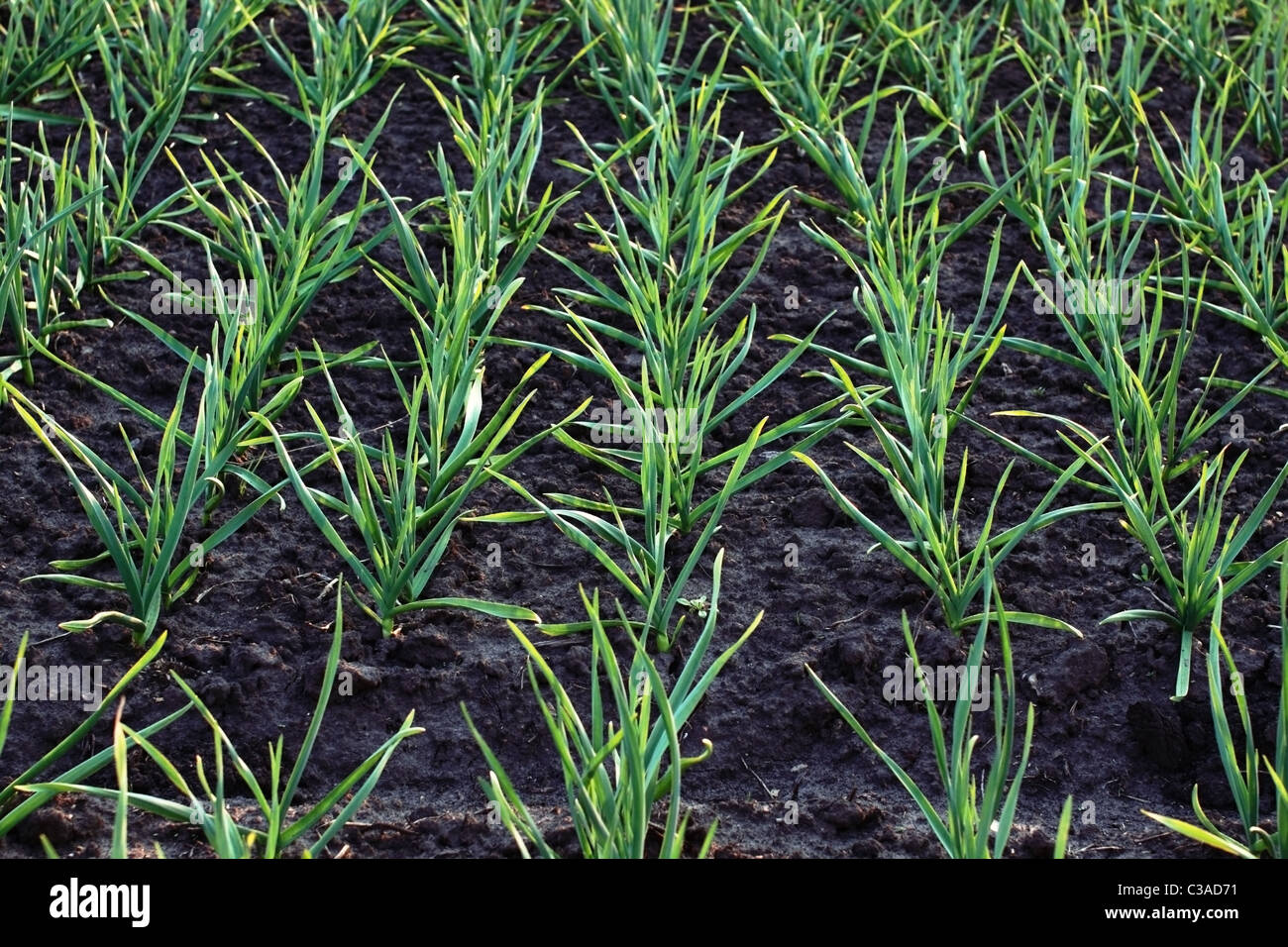 fresh green growing garlic on the ground Stock Photo - Alamy