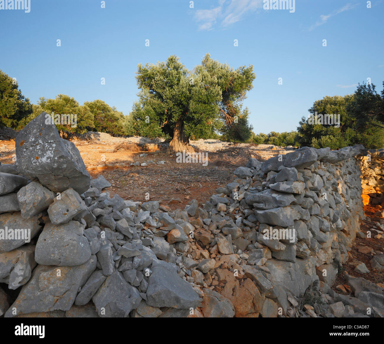 Beautiful olive trees rows hi-res stock photography and images - Alamy