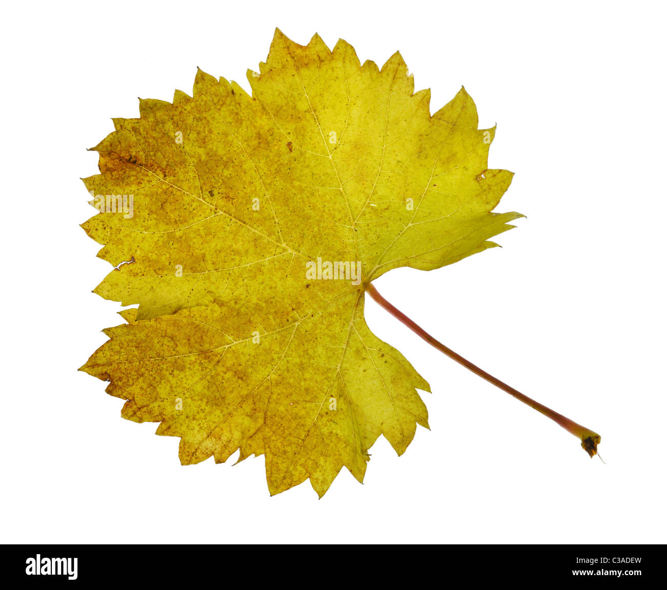 Single tree leaf hi-res stock photography and images - Alamy
