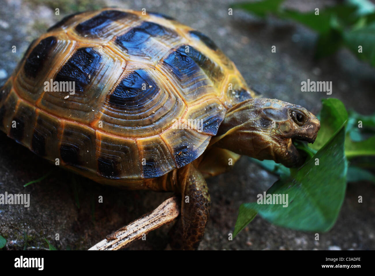 Central Asian tortoise eats leaf of dandelion Stock Photo - Alamy
