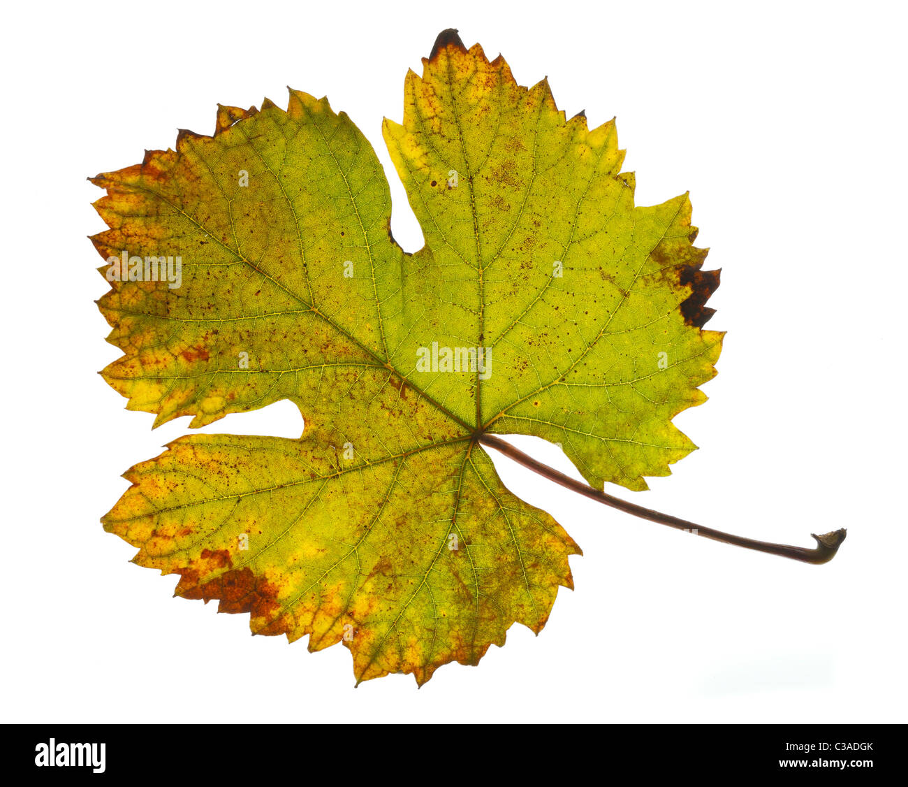 Single tree leaf hi-res stock photography and images - Alamy