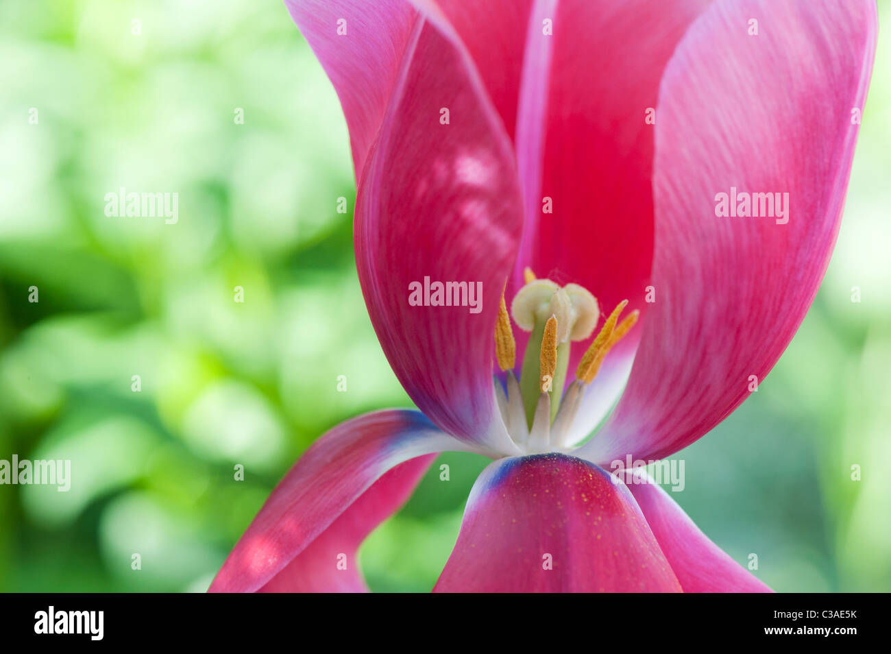 Tulip stamen pistil macro hi-res stock photography and images - Alamy