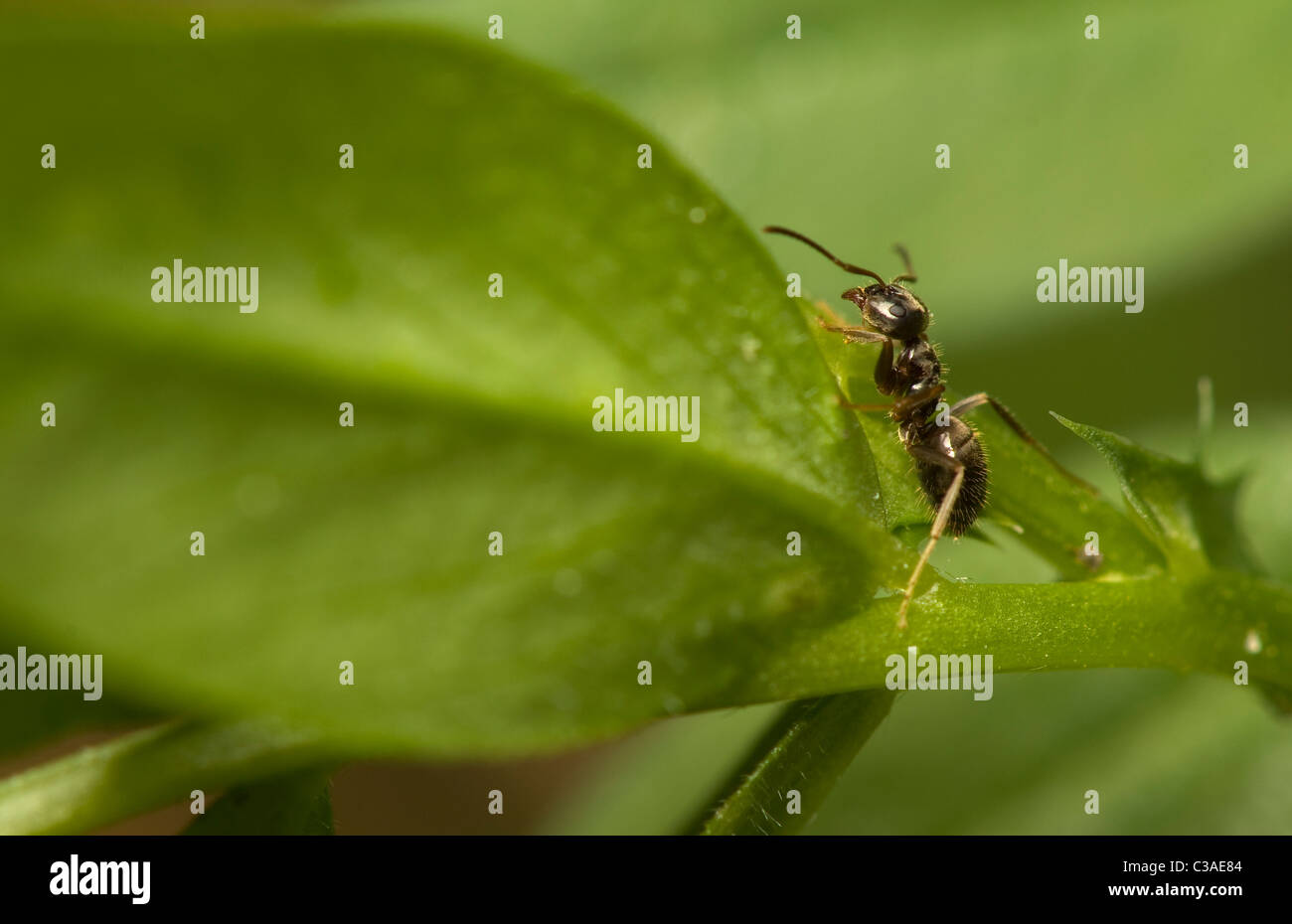 Lasius alienus hi-res stock photography and images - Alamy