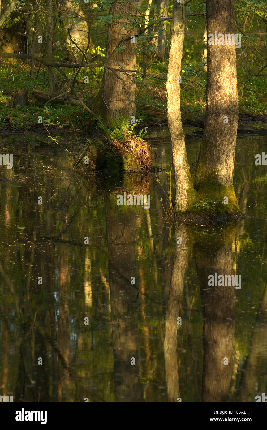 Alder marsh hi-res stock photography and images - Alamy