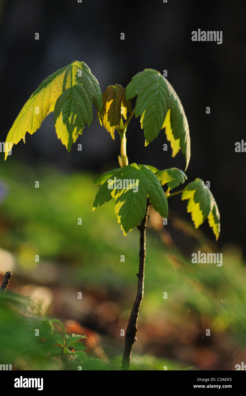 Acer pseudoplatanus forest uk hi-res stock photography and images - Alamy