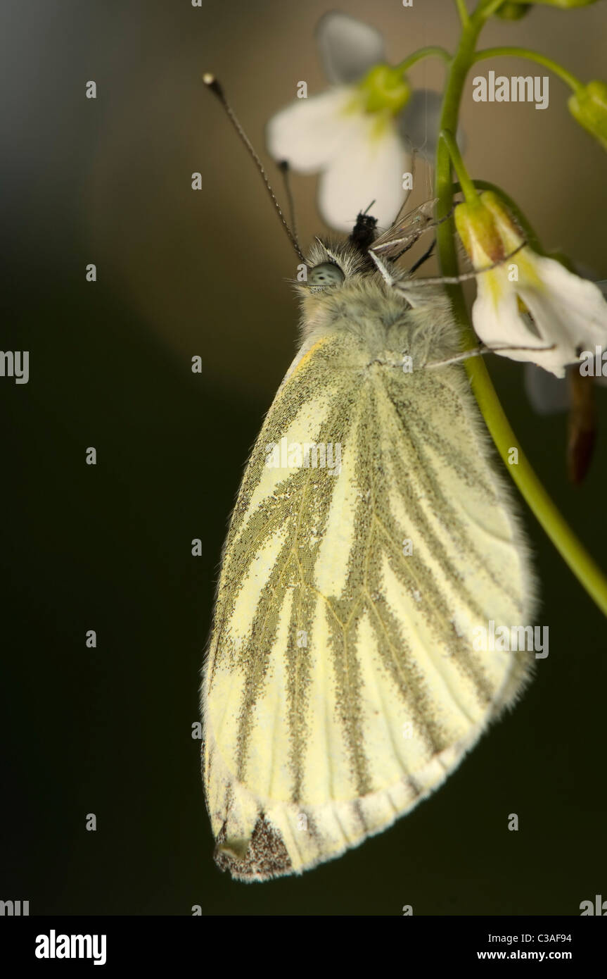 Raw image of butterfly hi-res stock photography and images - Alamy