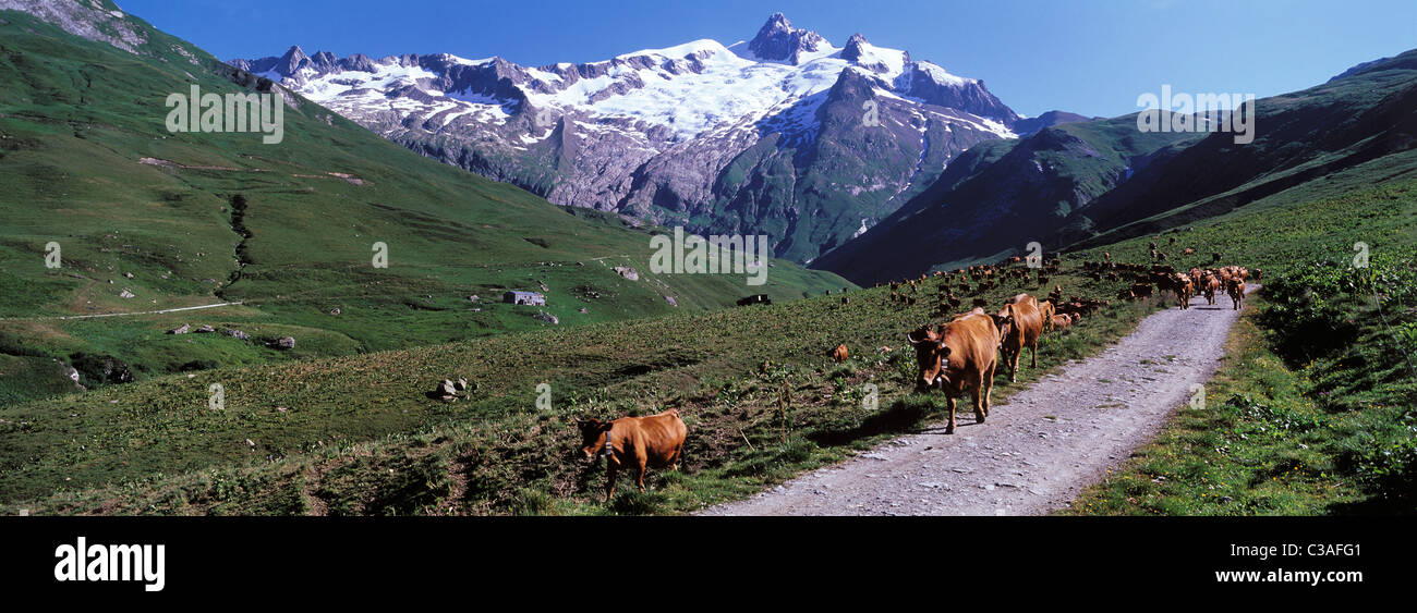 France Savoie herd of tarine breed cows at the bottom of the Mont Blanc ...