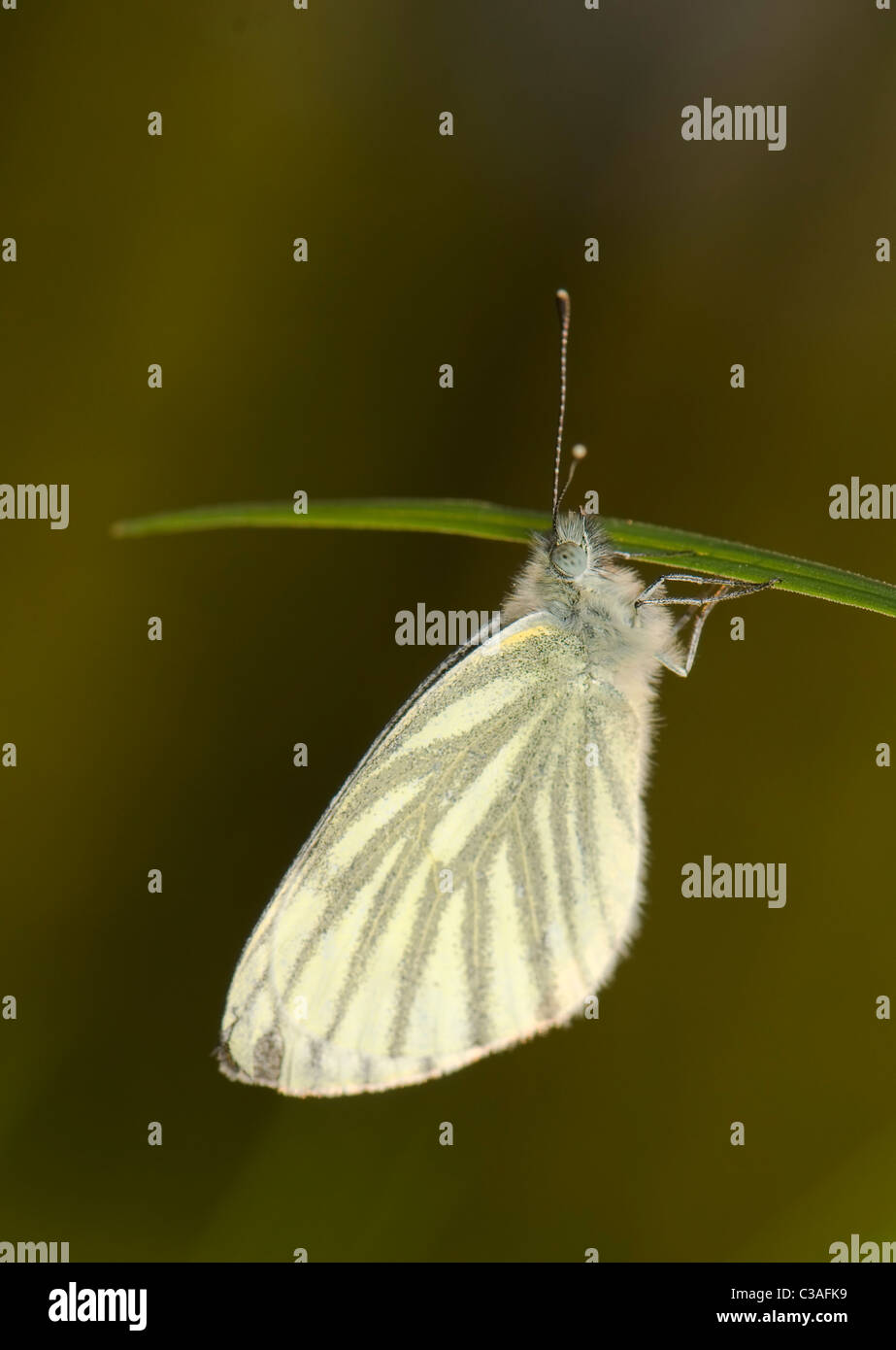 Raw image of butterfly hi-res stock photography and images - Alamy