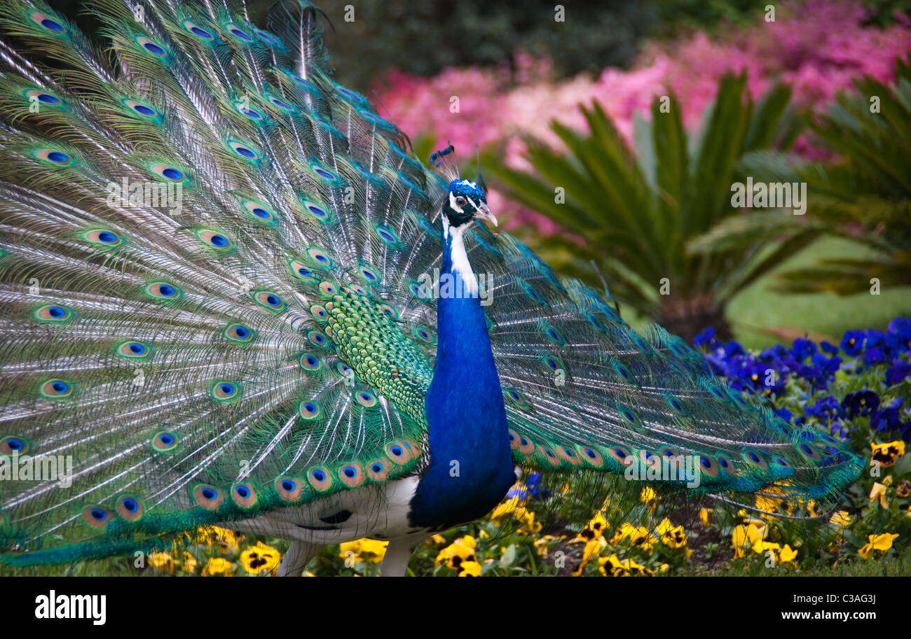 peacock tail fully shown Stock Photo - Alamy