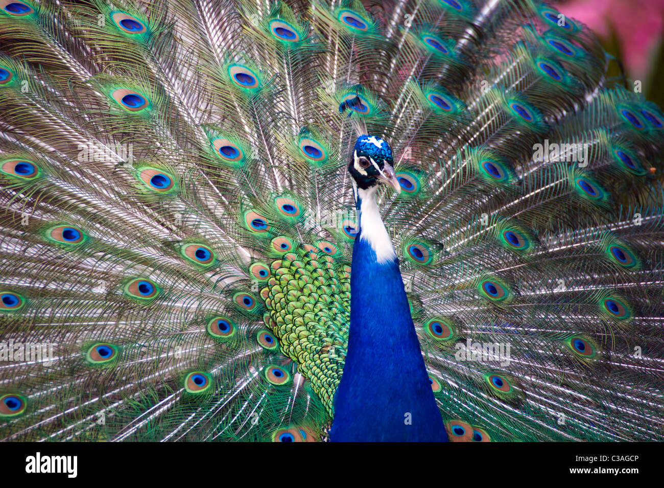 peacock showing its tail Stock Photo - Alamy