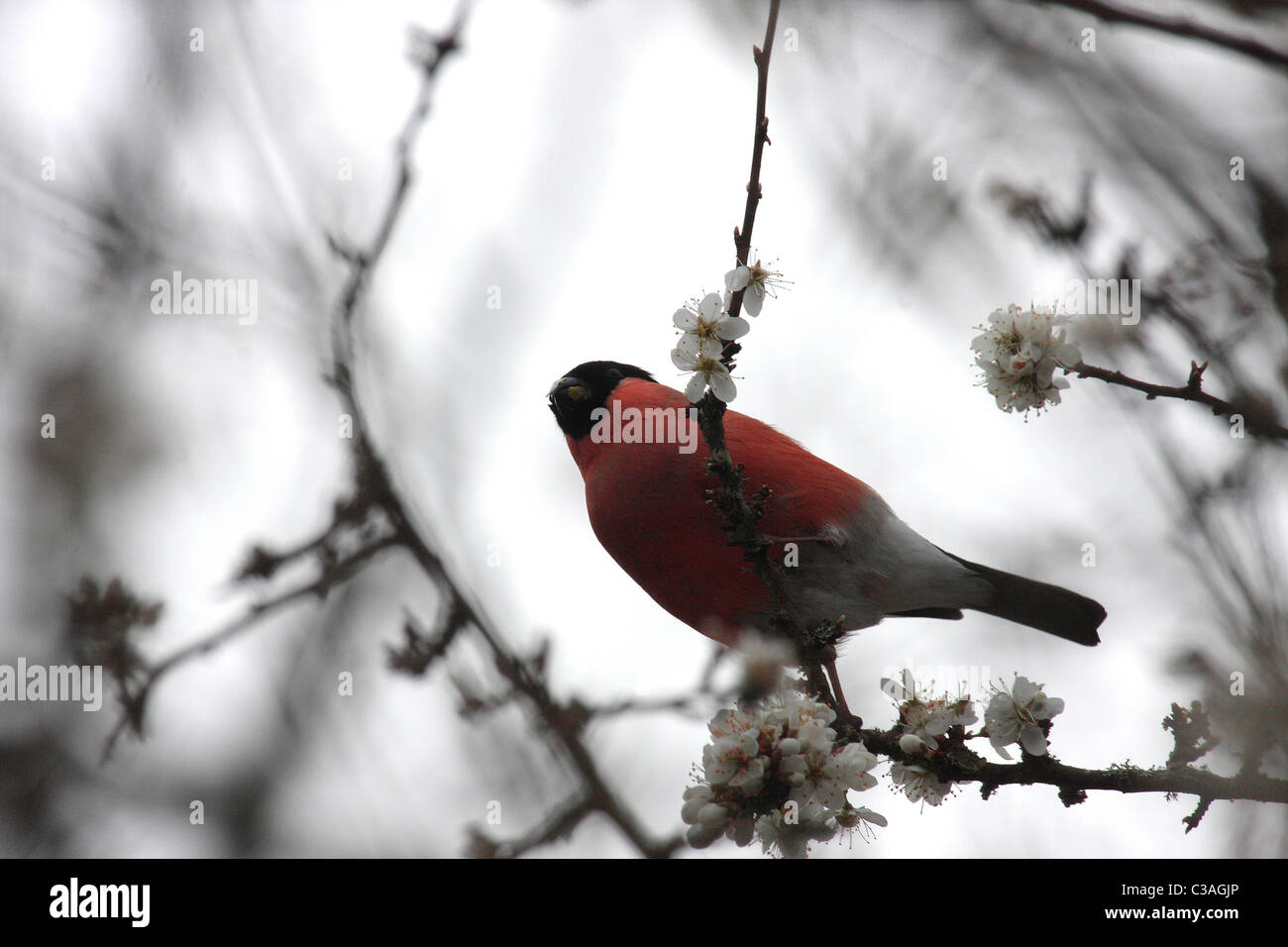 Male bullfinch fauna hi-res stock photography and images - Alamy