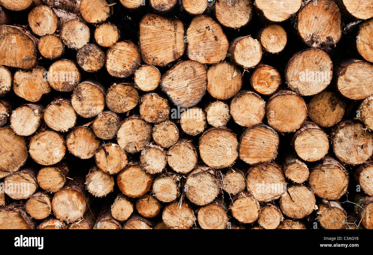 Piled-up timber in woodland, trunks cut to length and trimmed of ...