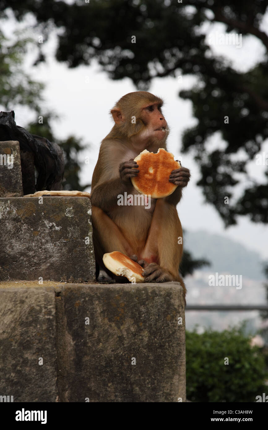 Monkey eating bread in Taiwans main capitol Taipei Stock Photo - Alamy