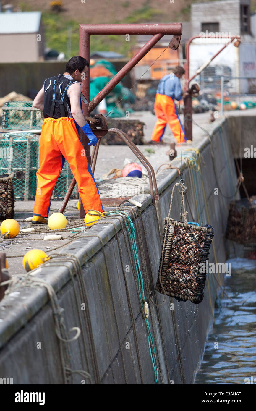 Fresh crab catch being retrieved from harbour waters before packing for ...