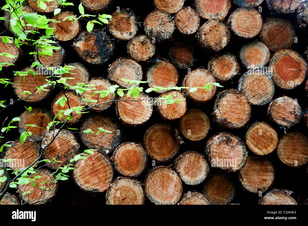 Piled-up timber in woodland, trunks cut to length and trimmed of ...