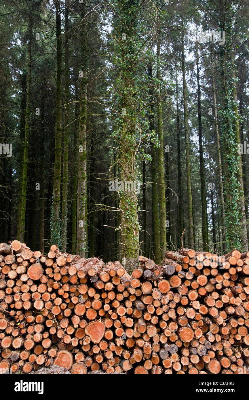 Piled-up timber in woodland, trunks cut to length and trimmed of ...