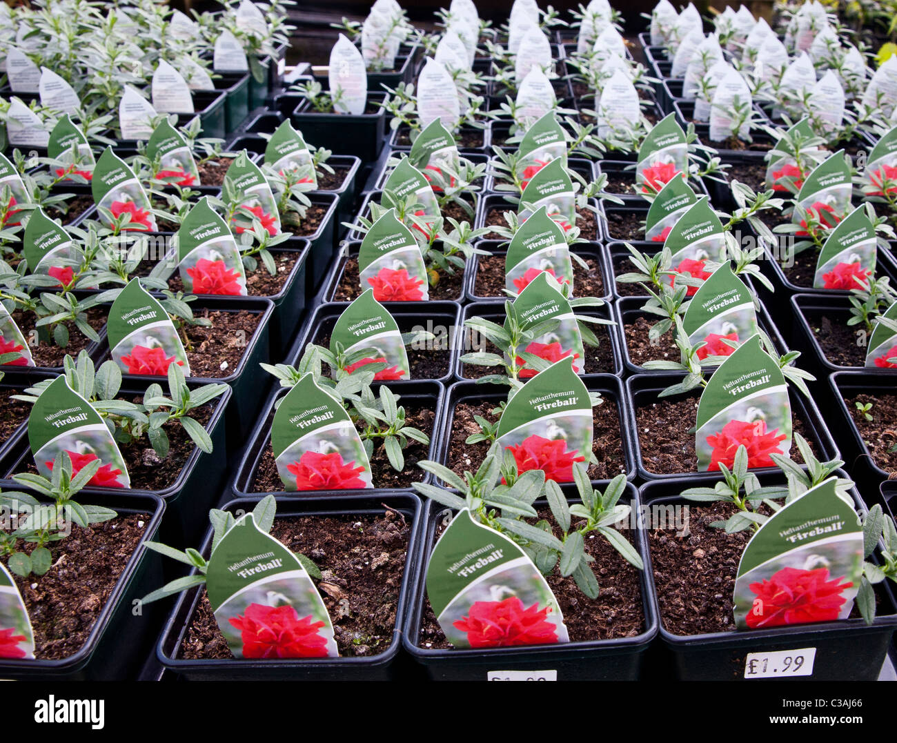 Plug plants hi-res stock photography and images - Alamy