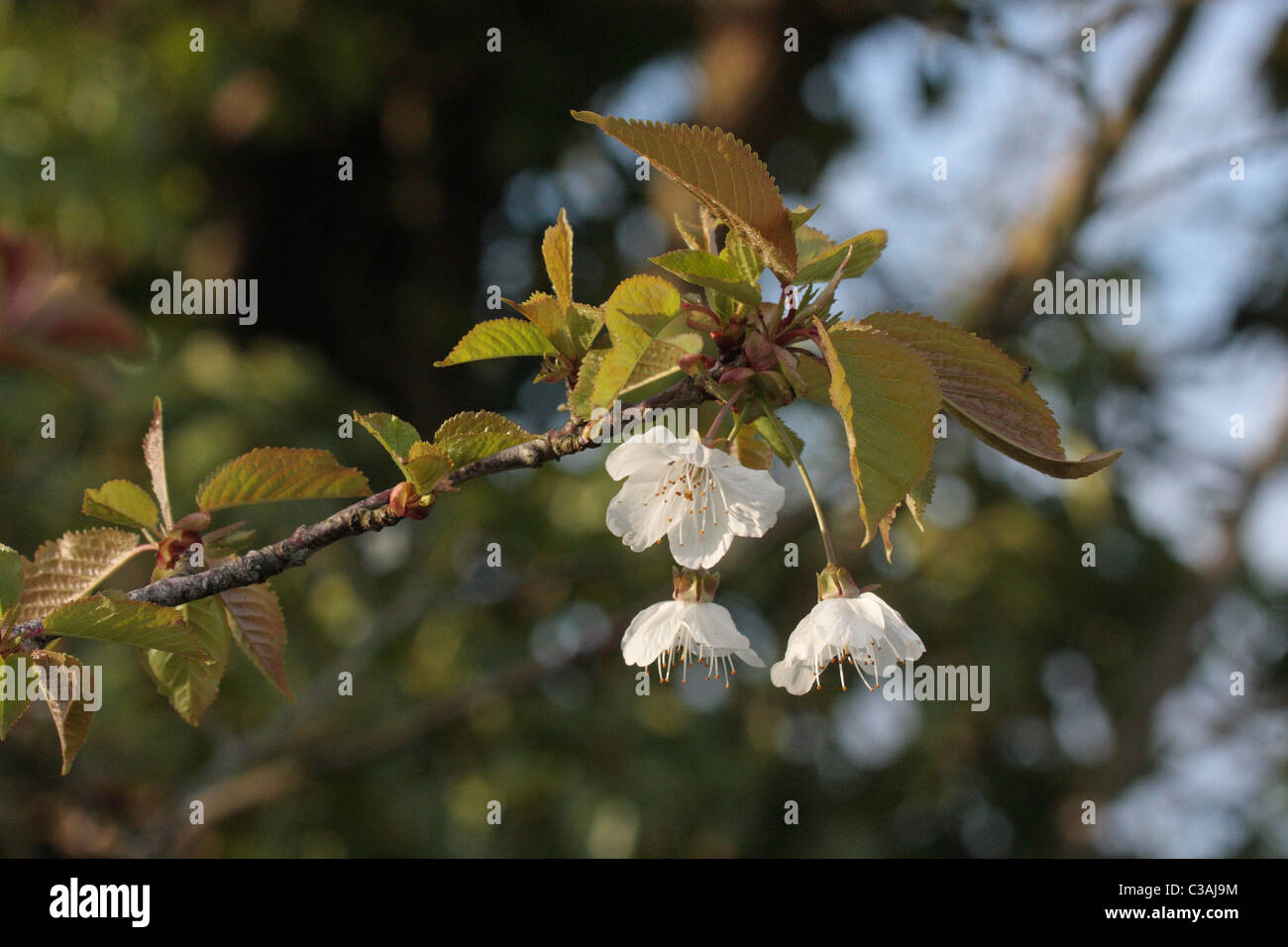Irish cherry blossom hi-res stock photography and images - Alamy