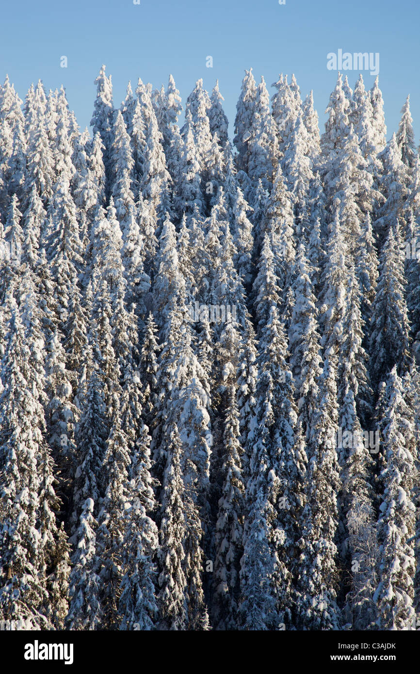 View of snow covered spruce ( Picea Abies ) trees in the taiga forest , Finland Stock Photo - Alamy