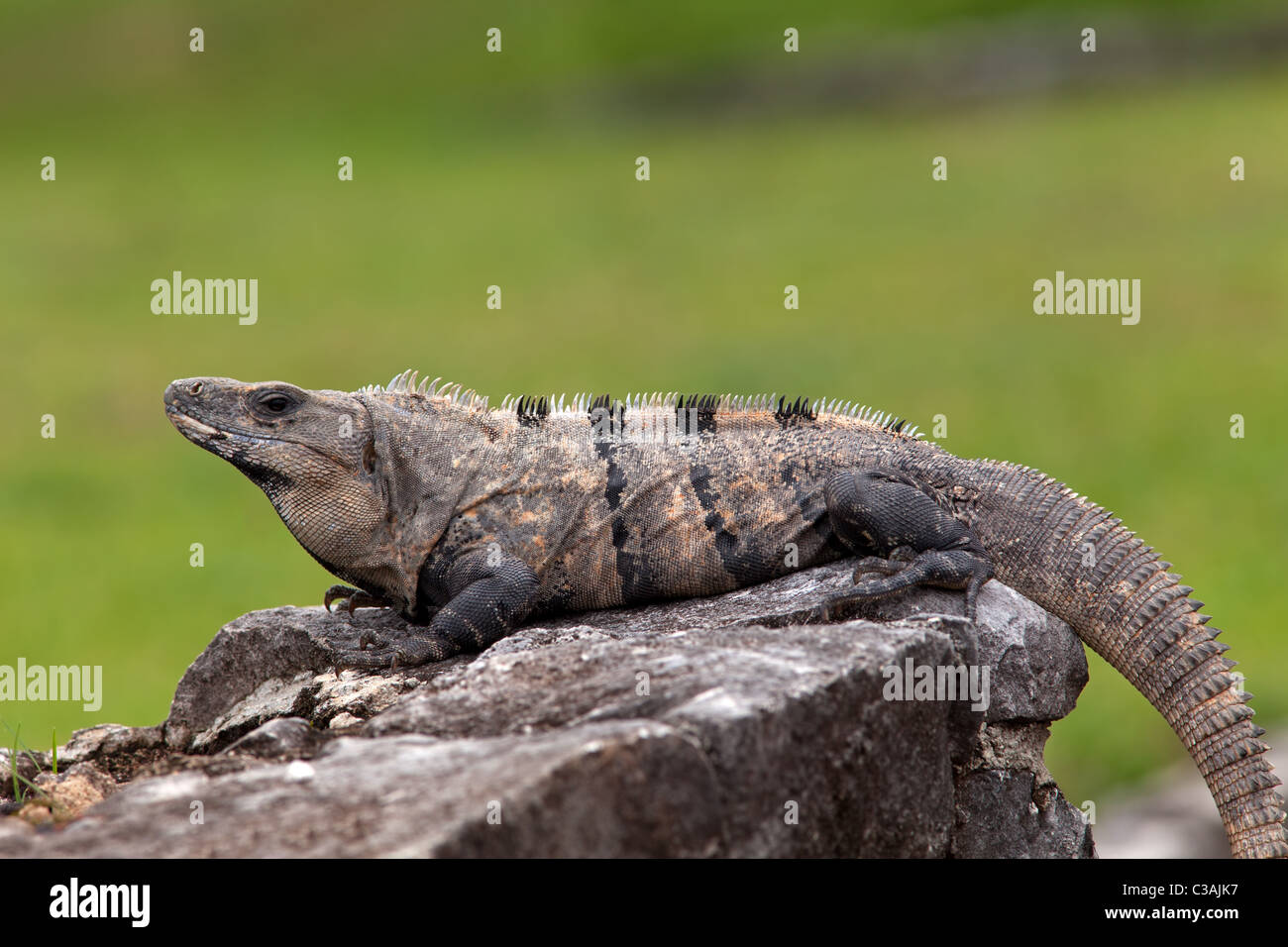 Tulum: Maya Ruins: Spiny-tailed Iguana Stock Photo - Alamy
