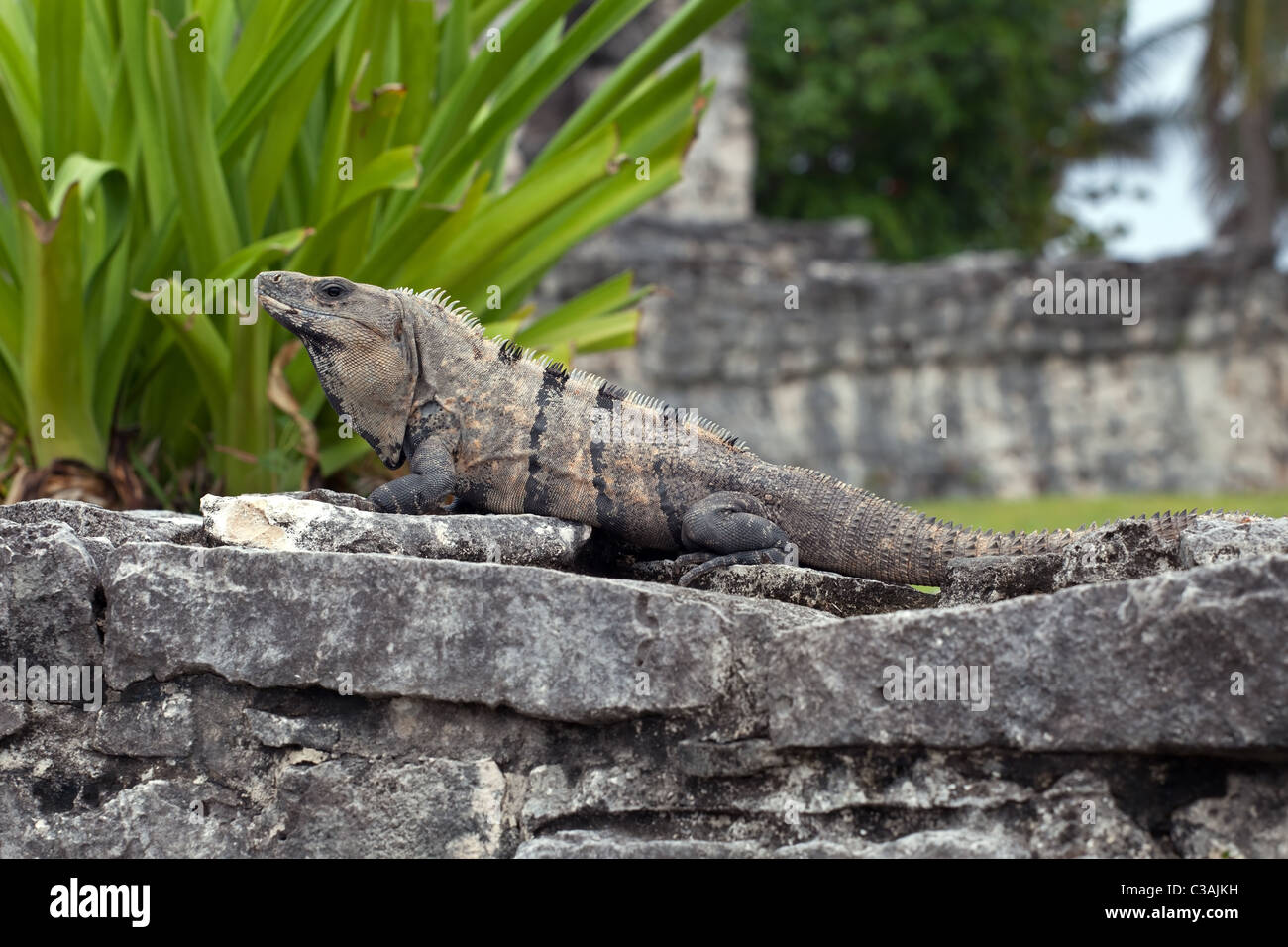 Tulum: Maya Ruins: Spiny-tailed Iguana Stock Photo - Alamy