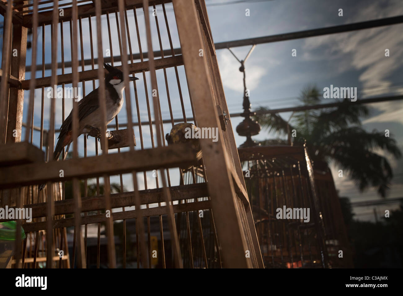 Good luck bird in cage hi-res stock photography and images - Alamy