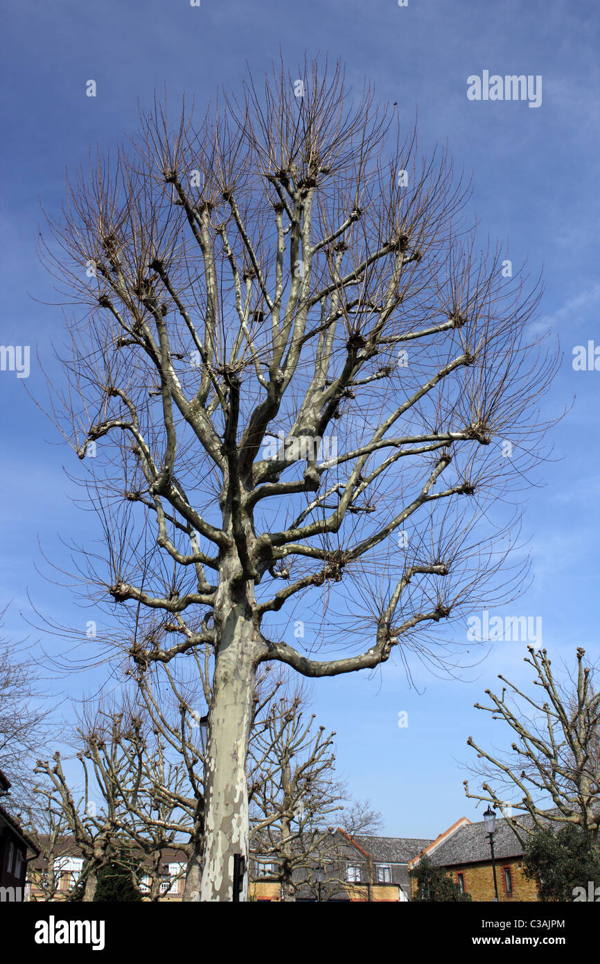 Pruning Of Pollarded Stock Photos & Pruning Of Pollarded Stock Images ...